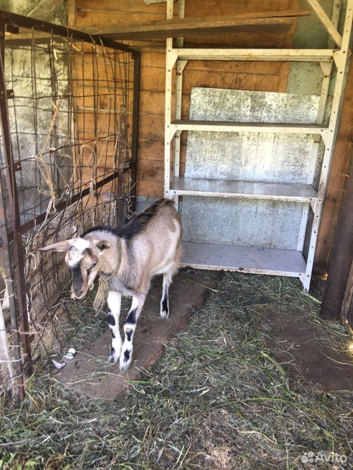 Козлёнок Чешско-нубийский