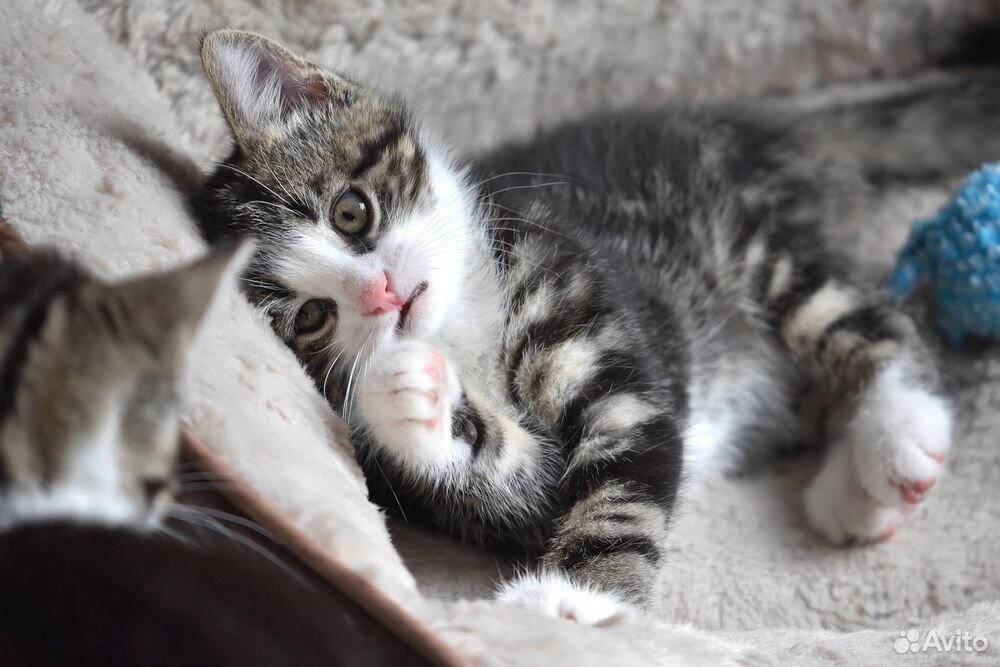 Отличный котёнок, мальчик, 2мес