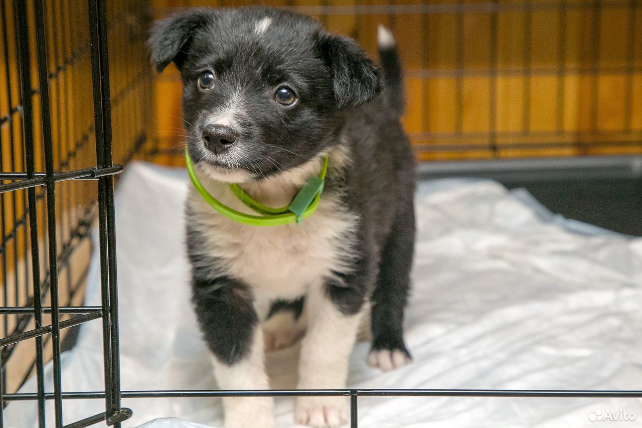 Щенок Винчи 2 мес. Привит. Вырастет по колено