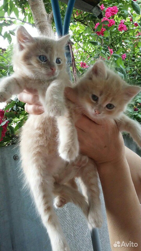 Отдам котят