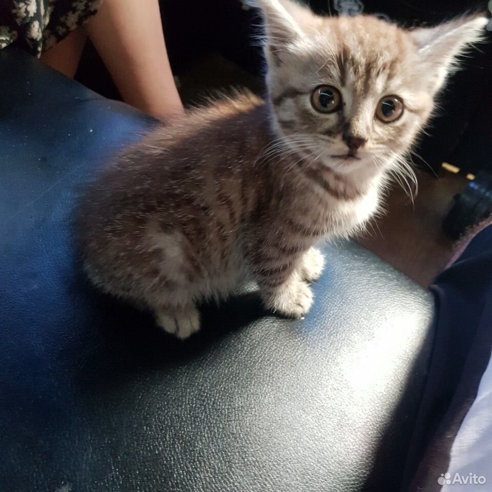 Котёнок