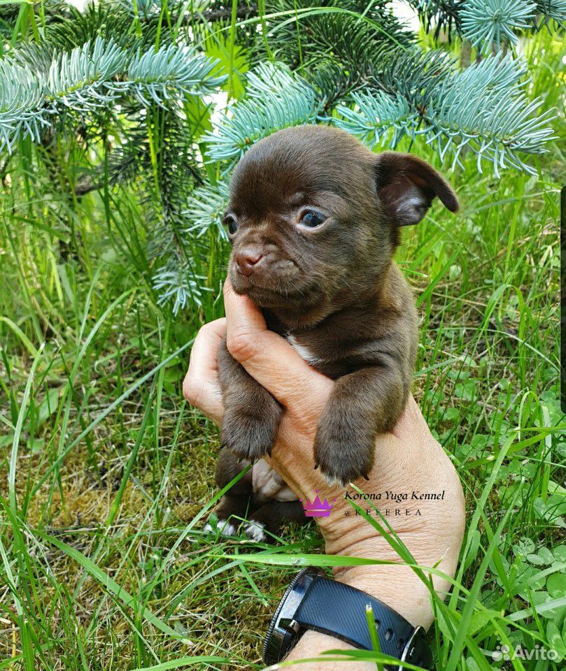 Шоколадный пряничек мальчик чихуахуа