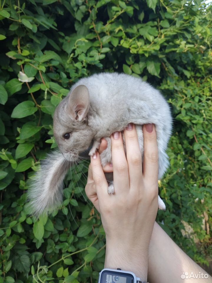 Шиншилла " Беж" самец. Торг