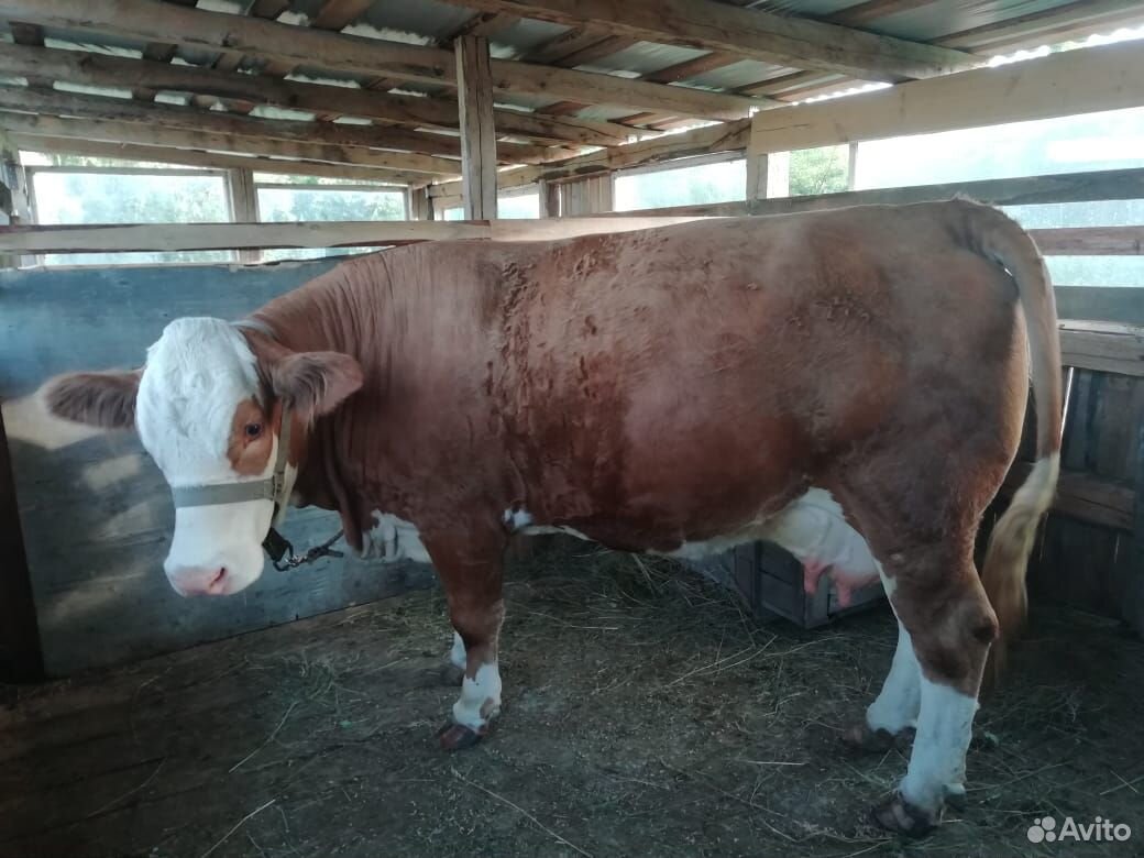 Корова симментальской породы