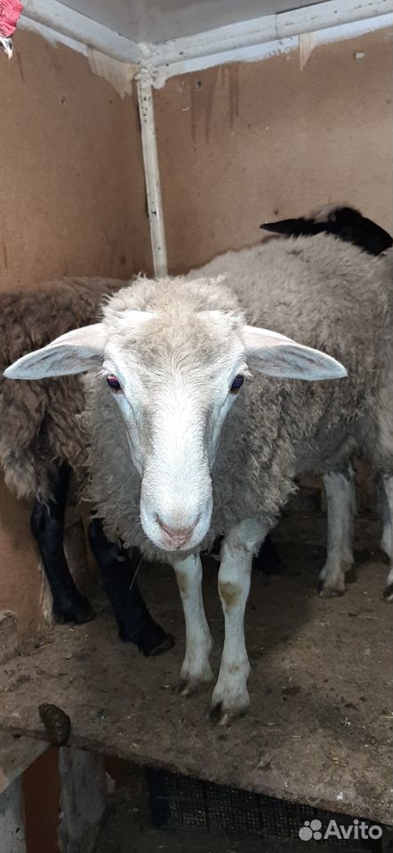 Овцы ярочки