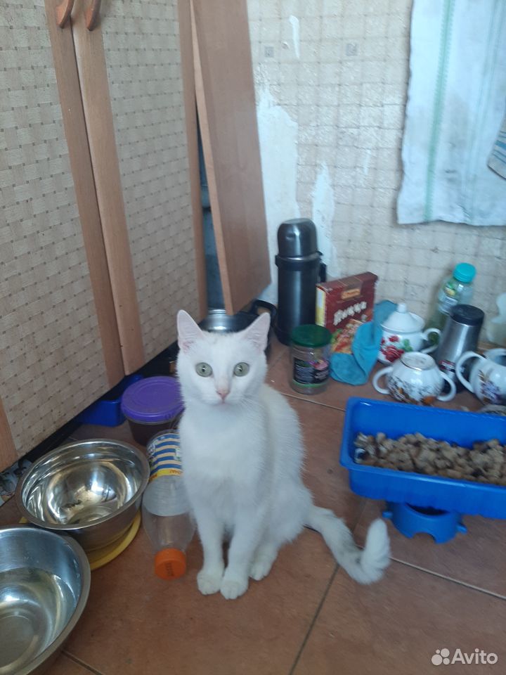 Молодая кошечка ищет постоянного хозяина