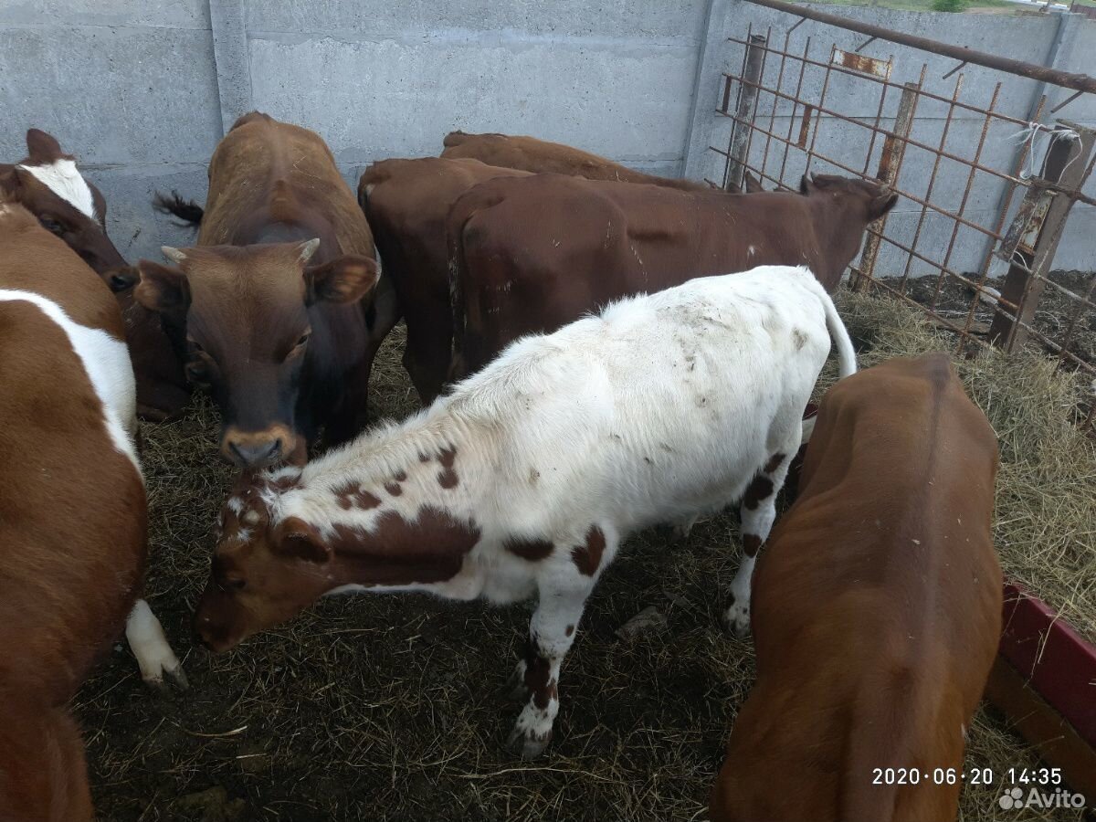 Продажа скота