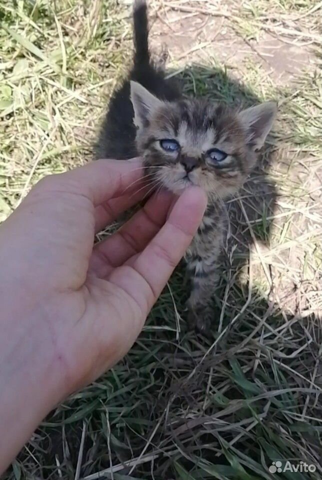 Котенок мальчик 1 месяц