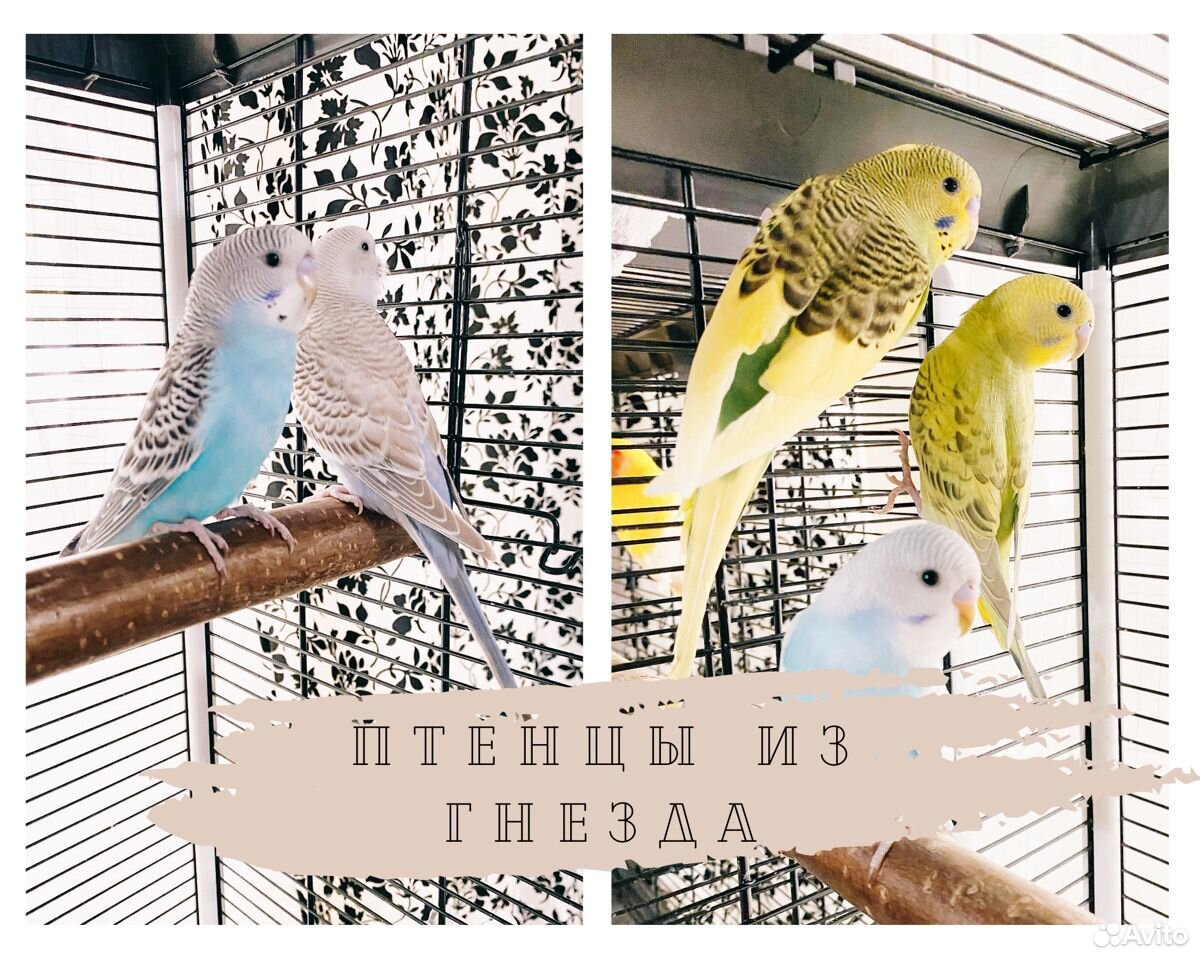 Волнистый попугай, птенчики