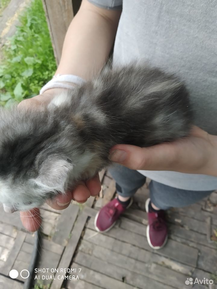 Отдам котят в добрые руки