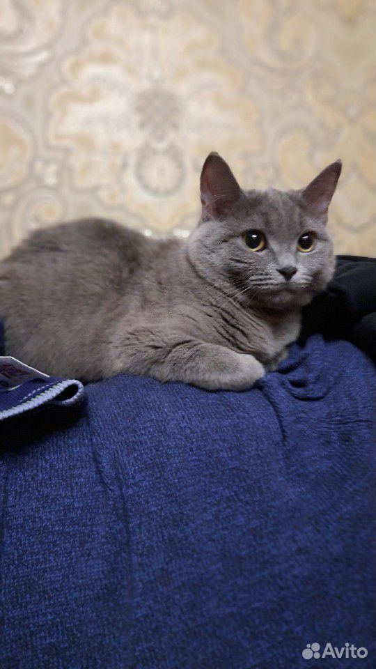 Британская