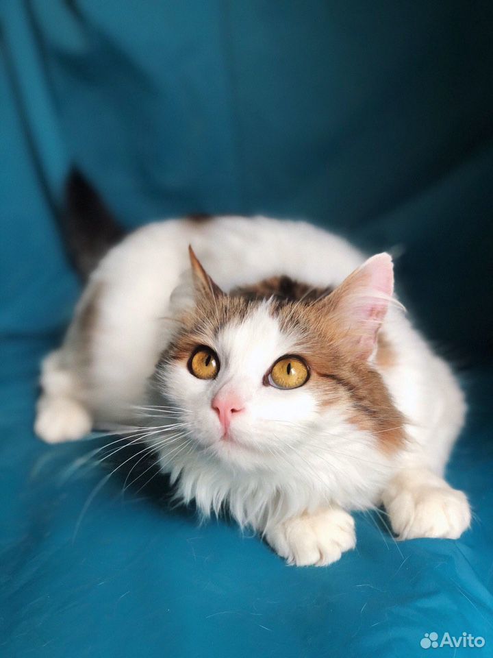 Кошечка Глаша в добрые руки