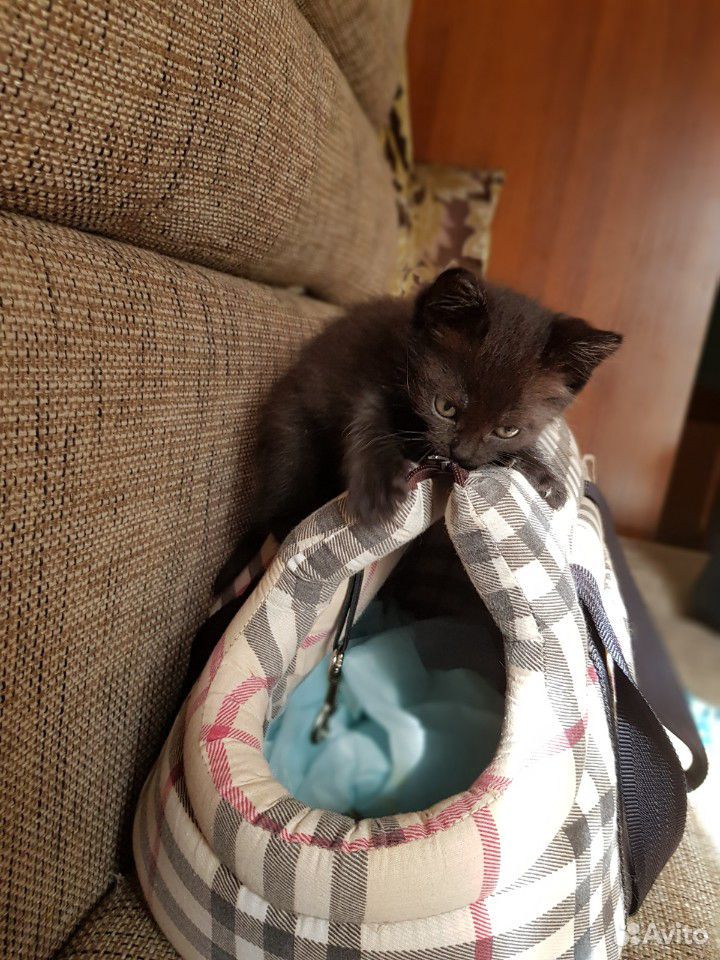 Котенок в добрые ручки