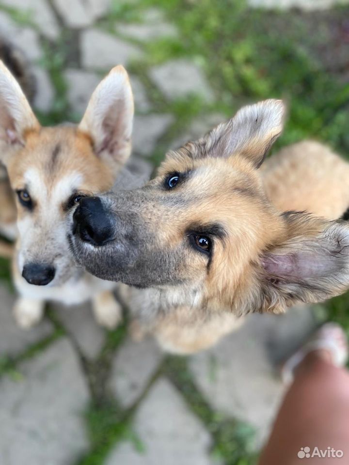 Голубоглазый щенок