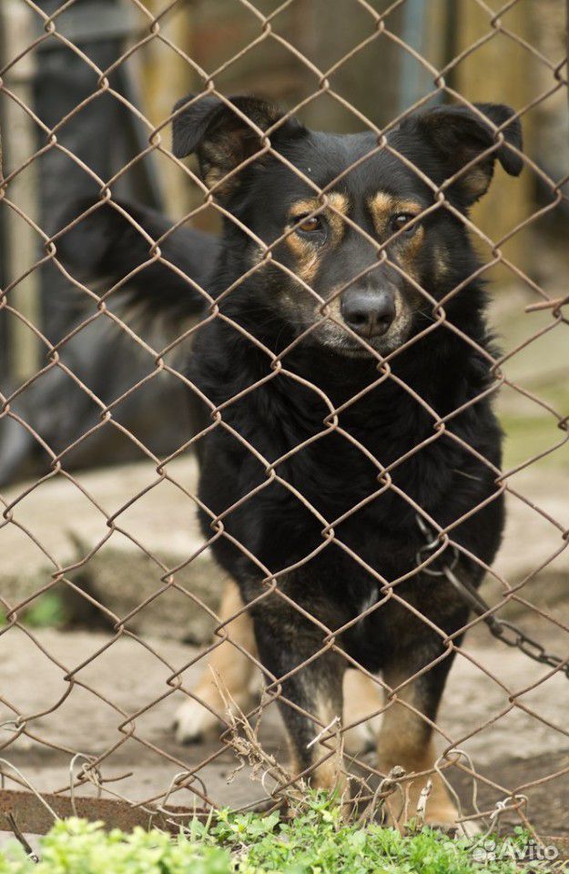 Ищу хозяина/отдам в хорошие руки в связи с переезд