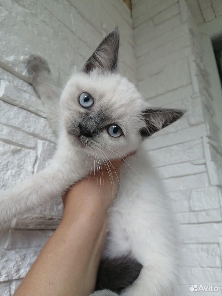 Котенок мальчик