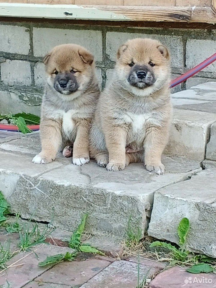 Продажа щенков породы Сиба Ину
