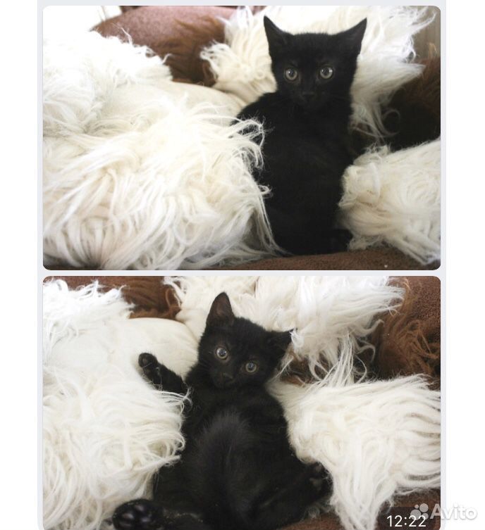Котёнок мальчик нежное создание