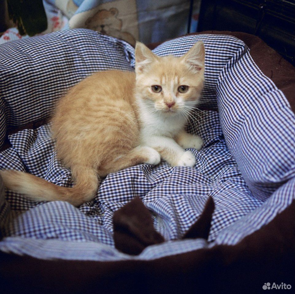 Котенок Тимошка