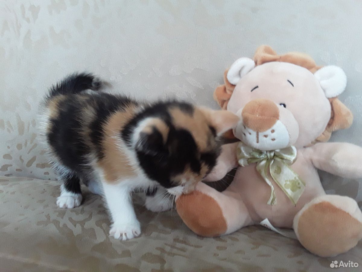 Кошка