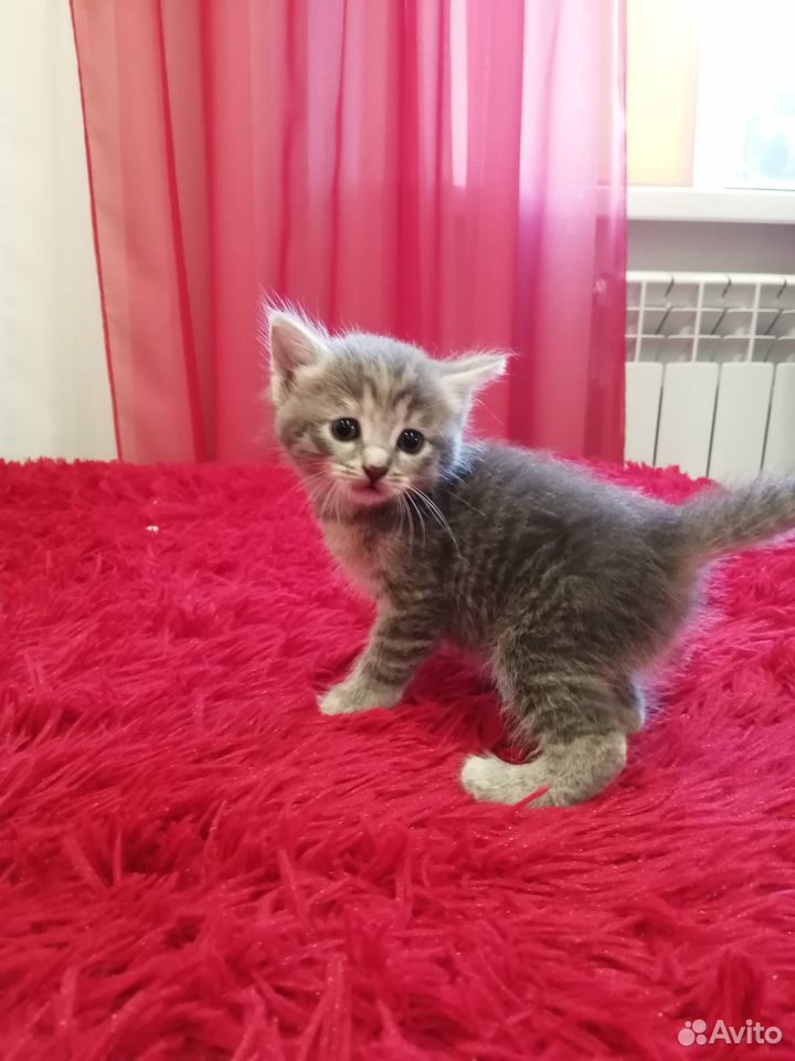 Котята
