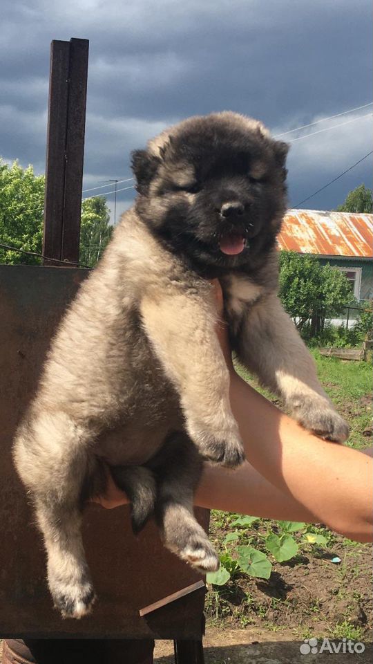 Кавказская овчарка