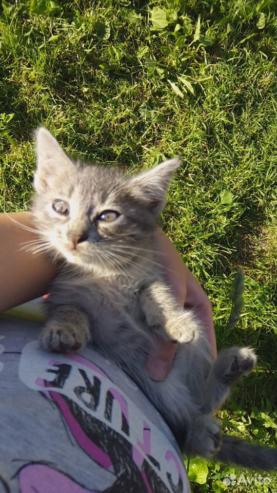 Серая красивая кошечка в поисках хозяев
