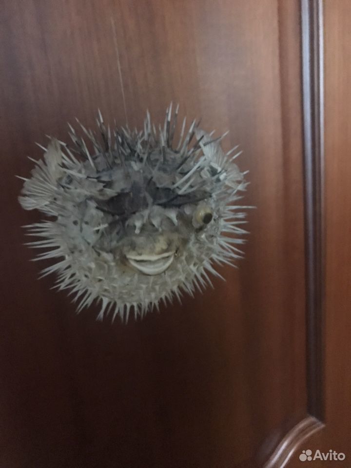 Чучело морского ежа