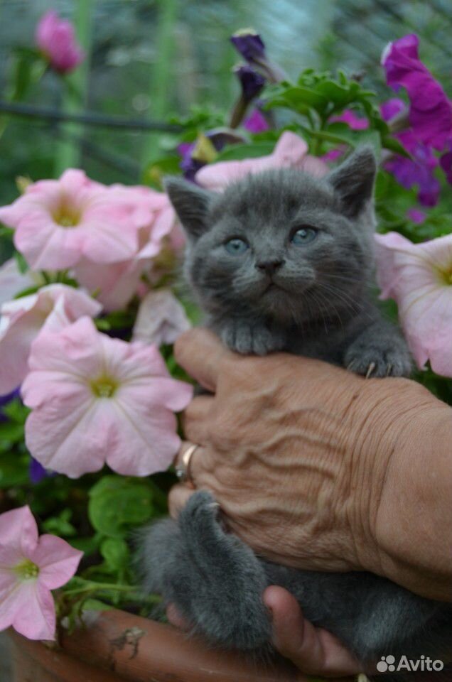 Отдам котят