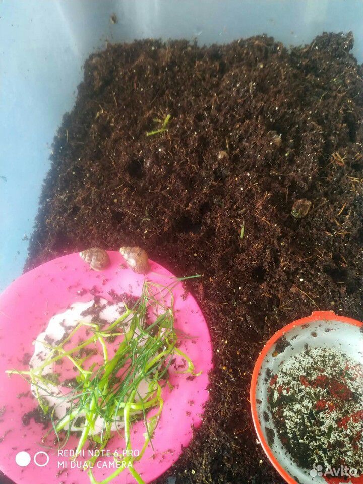 Продам улитки Ахатины