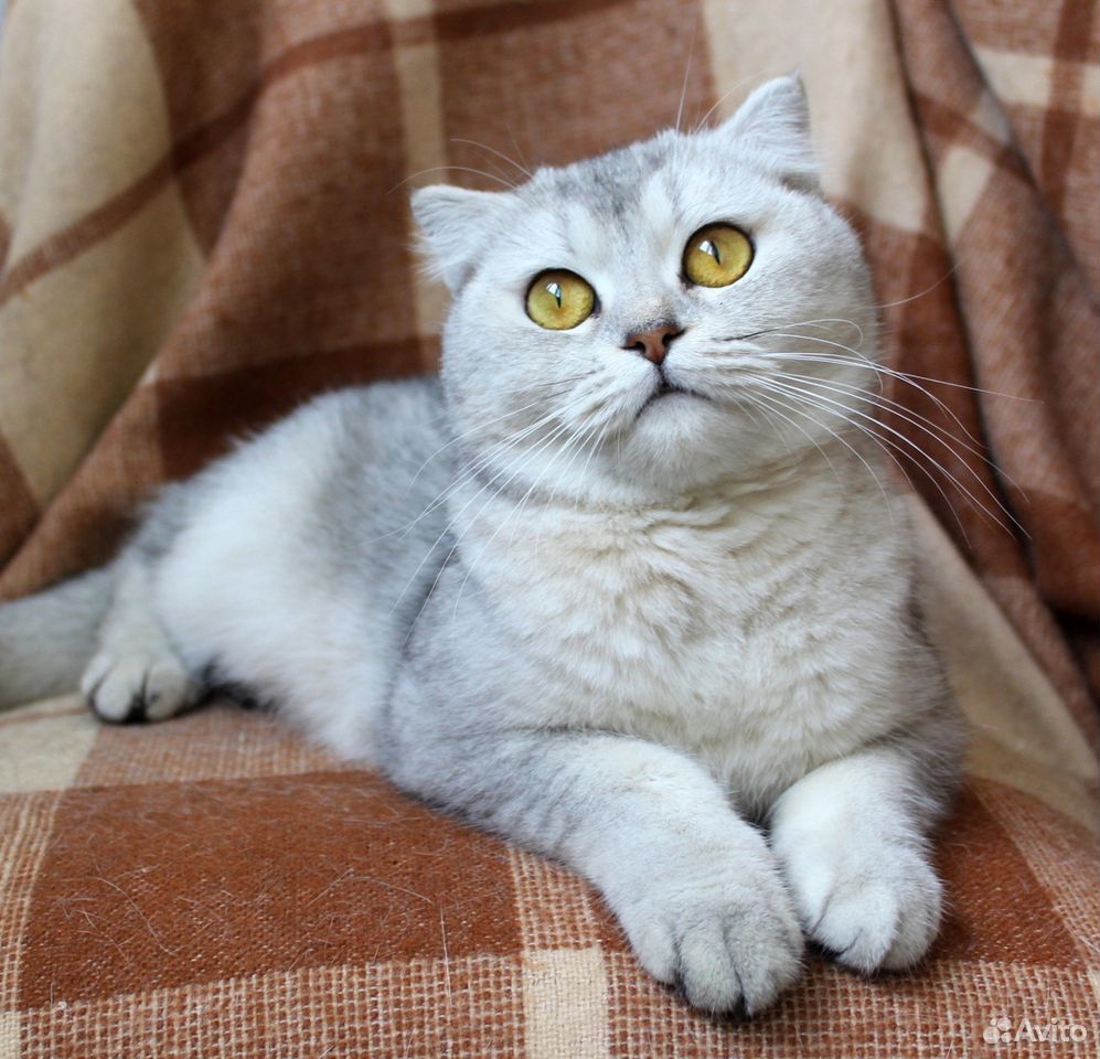 Ищем дом Плюше