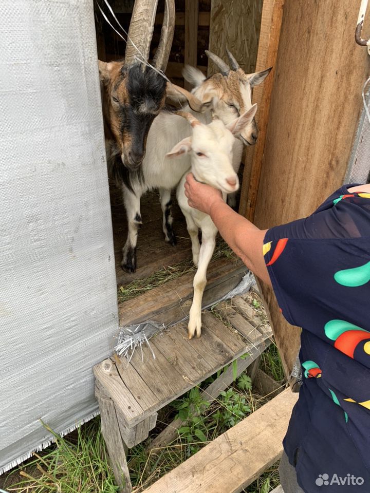 С/х животные