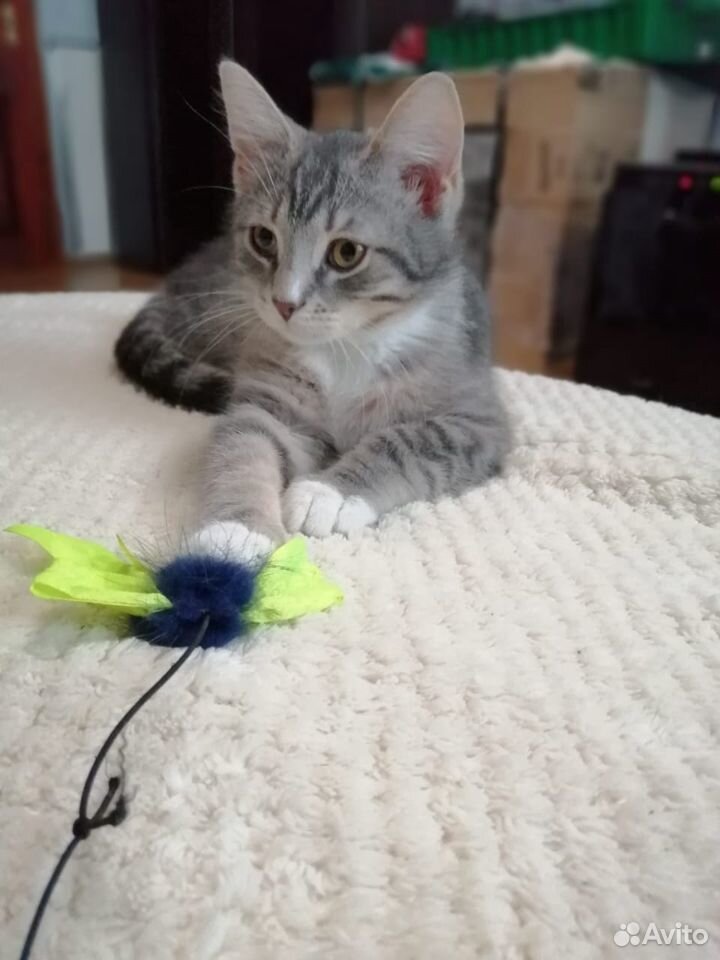 Котёнок в добрые руки
