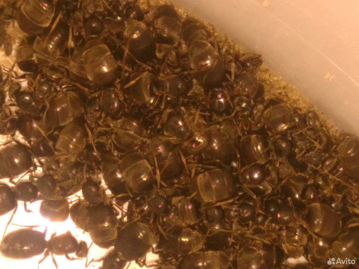 Матка черного садового муравья (lasius niger)