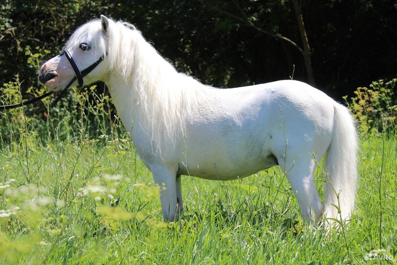 Пони (миниатюрная американская лошадь )