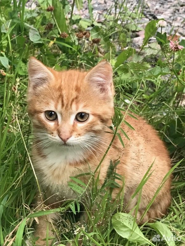 Котенок