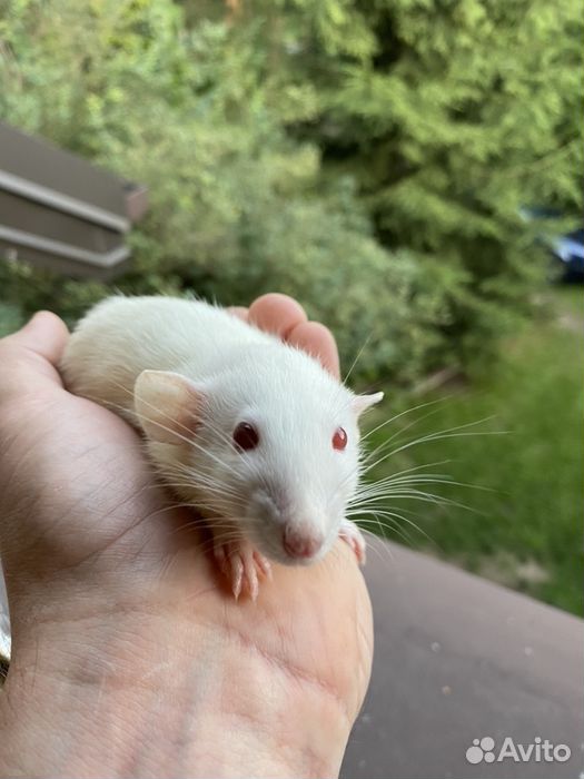 Отдам крысок