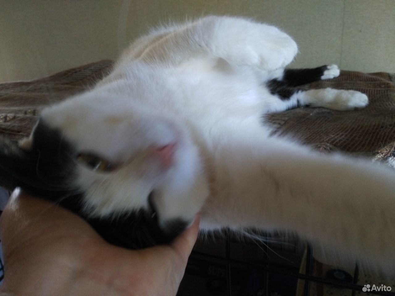 Ласковая Бусинка в добрые руки