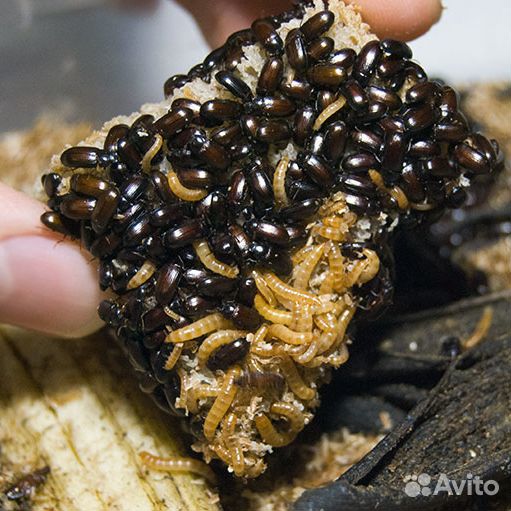 Жук-знахарь (чернолетка)