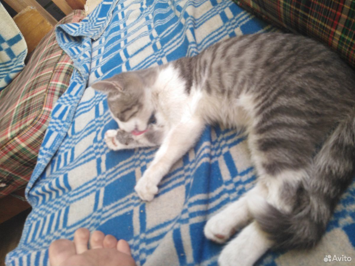 Отдам котёнка в добрые руки за шоколадку