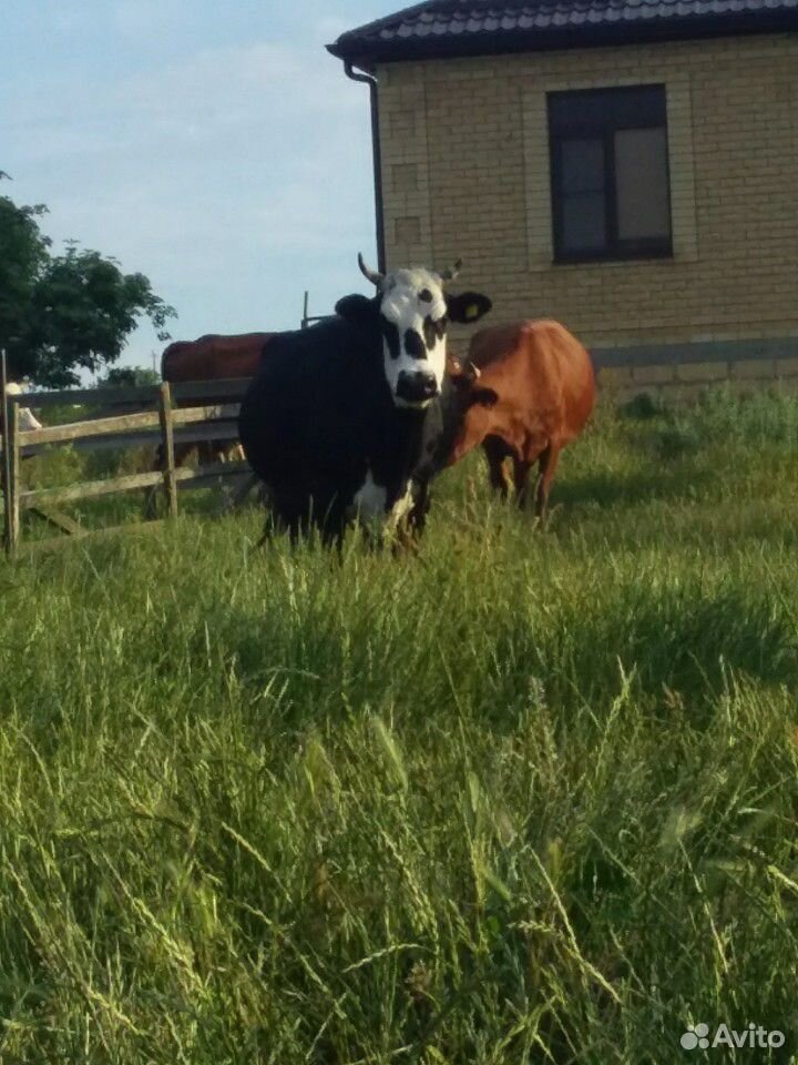Коровы тельные