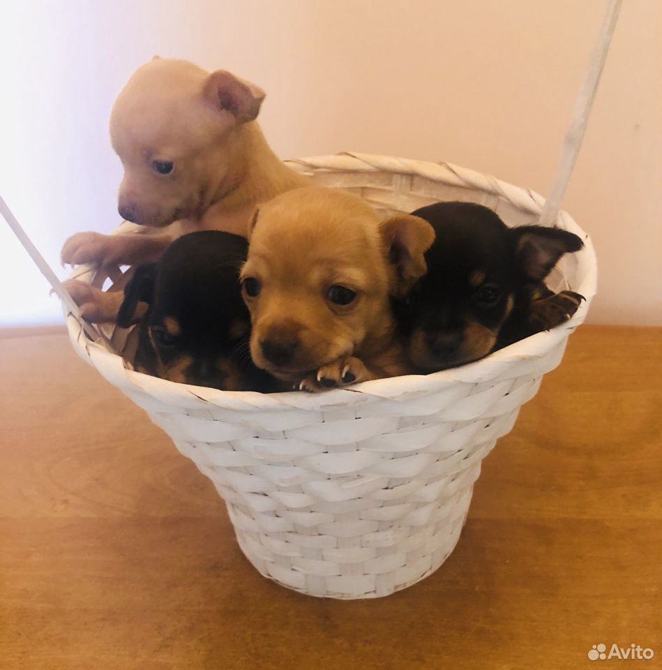 Той-терьер щеночки