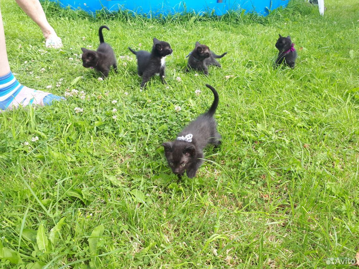 Костя в добрые руки