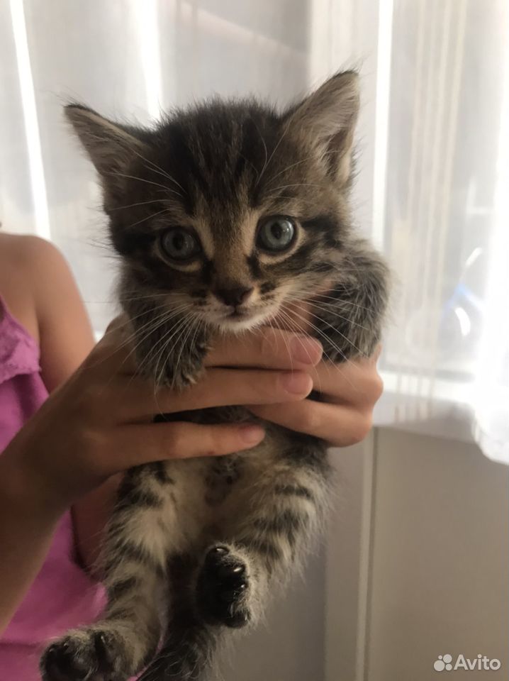 Котёнок