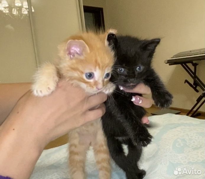 Котята в добрые руки