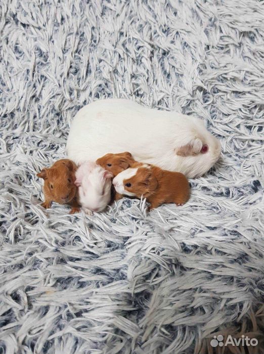 Морские свинки