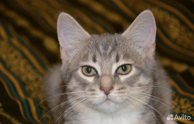 Котёнок 3,5 мес