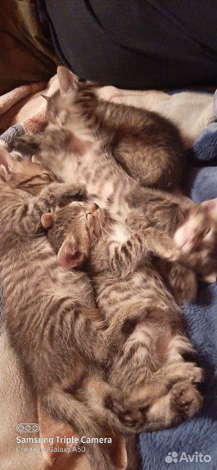 Кошечка для души)