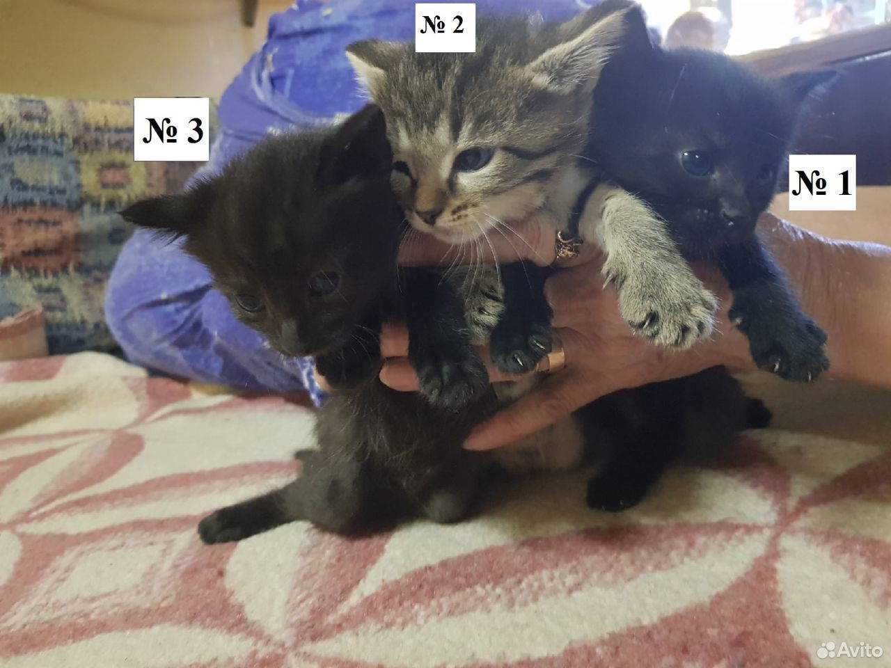 Милые котята