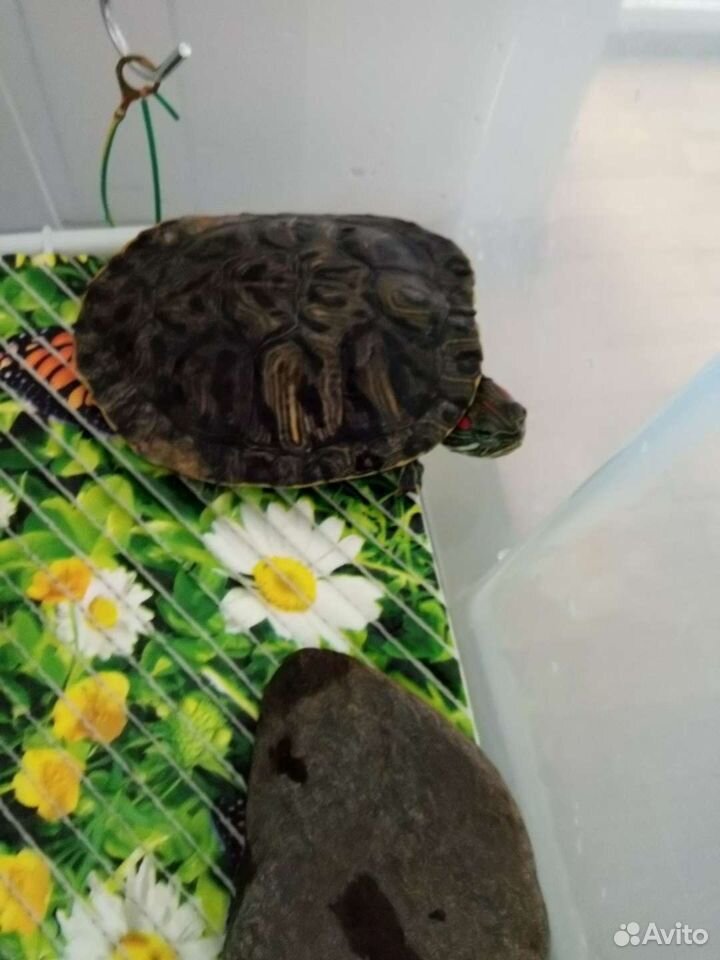 Черепашка Глашка